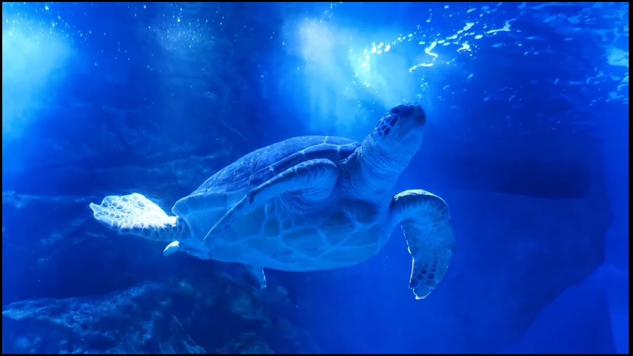 Satisfy Your Eye With Deep Blue Sea Creature And Calming Music#viral # ...