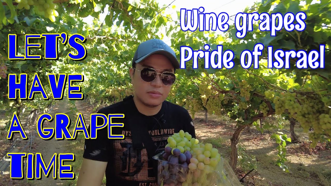 Picking season of grapes in Israel finest wine grape farms - YouTube
