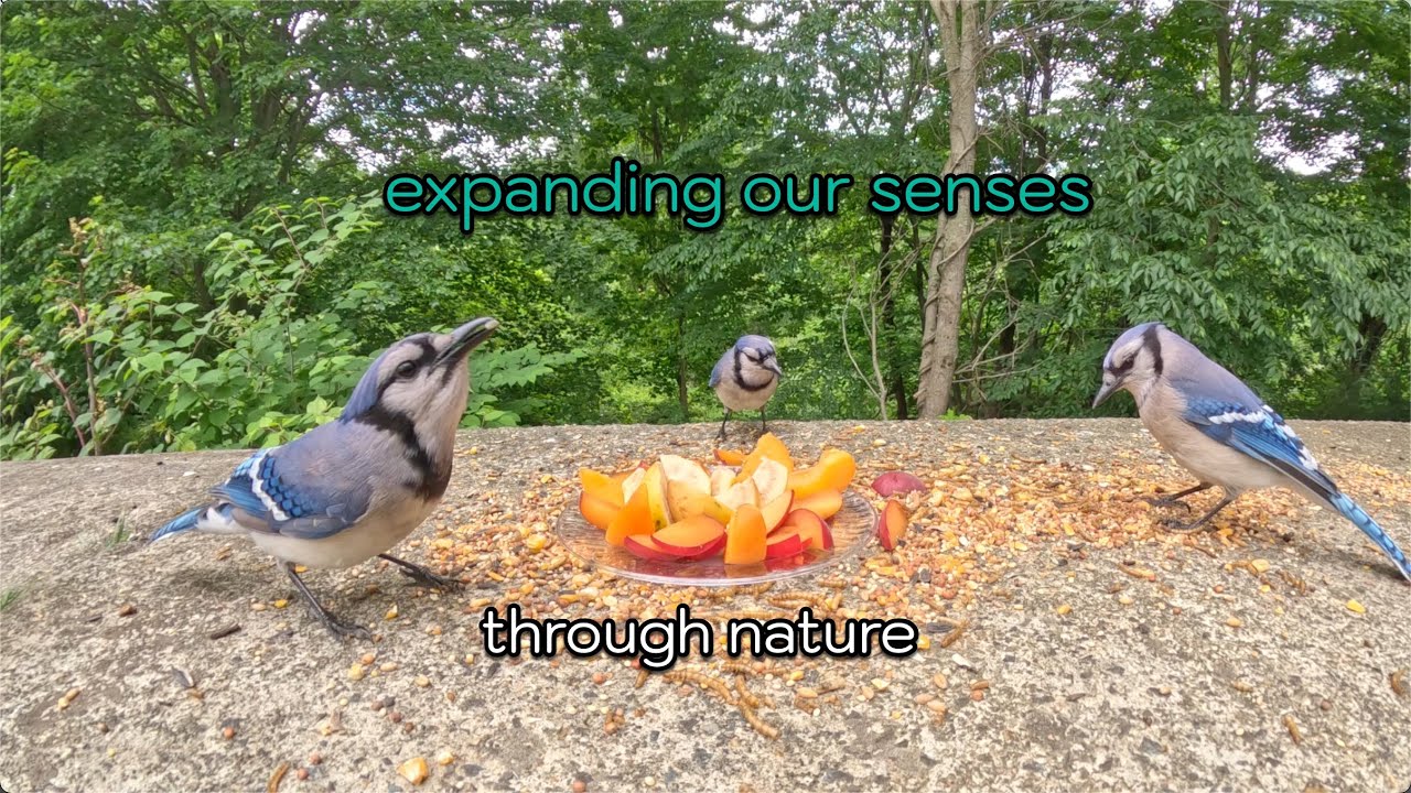 expanding our senses through nature - June 19th, 2023 - YouTube
