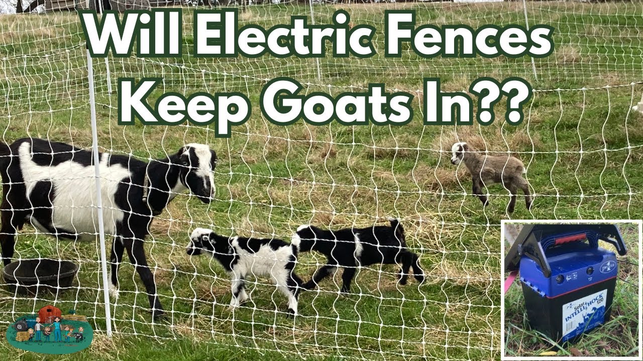 Will Electric Fences Keep Goats In? - YouTube