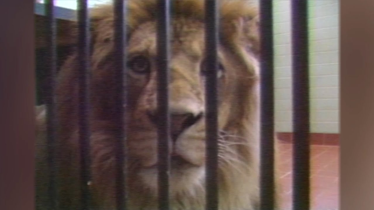 NAY AUG ZOO, Scranton PA , world's Largest Lion ? 9-10-1985 - YouTube