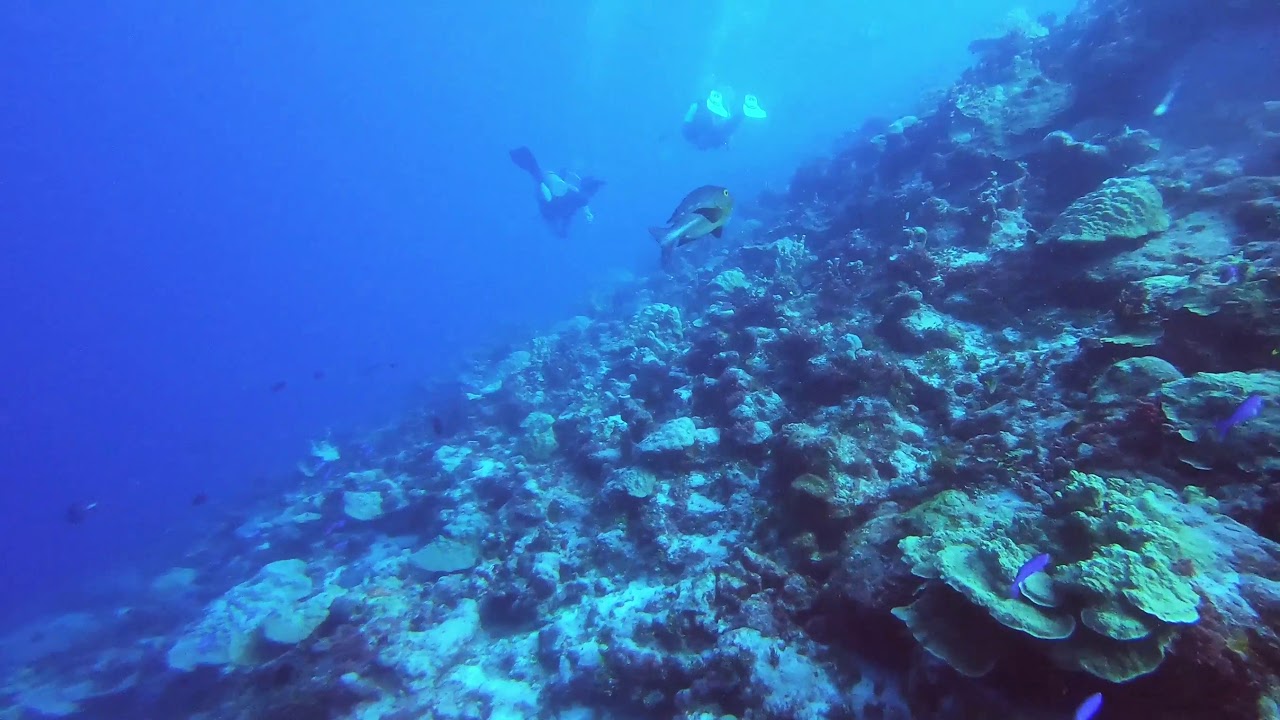 Midnight Snapper - YouTube