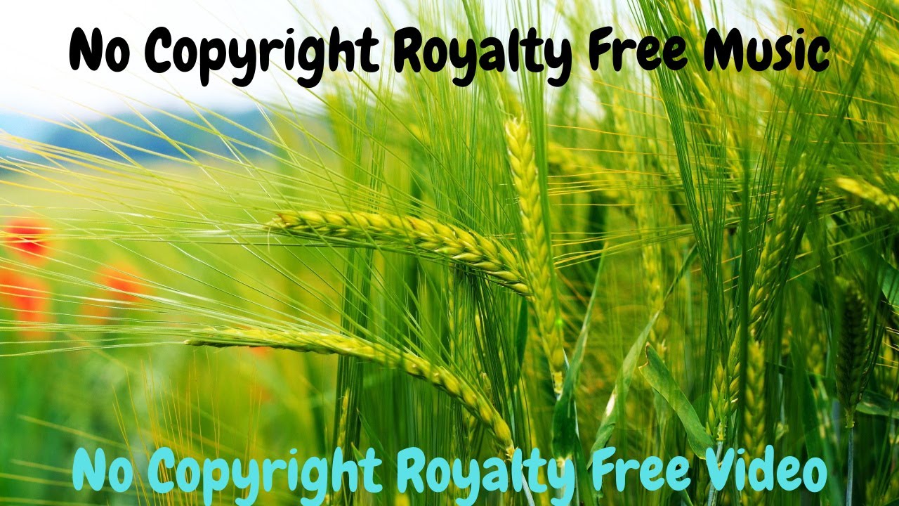 No Copyright Royalty Free Music | wheat crop field | No Copyright ...