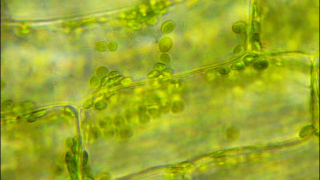 Liść moczarki w powiększeniu 1000x - YouTube