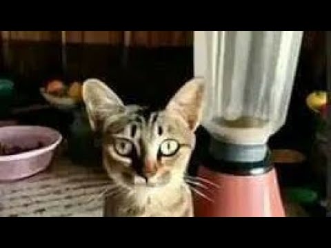 cat blender video part 2 - YouTube