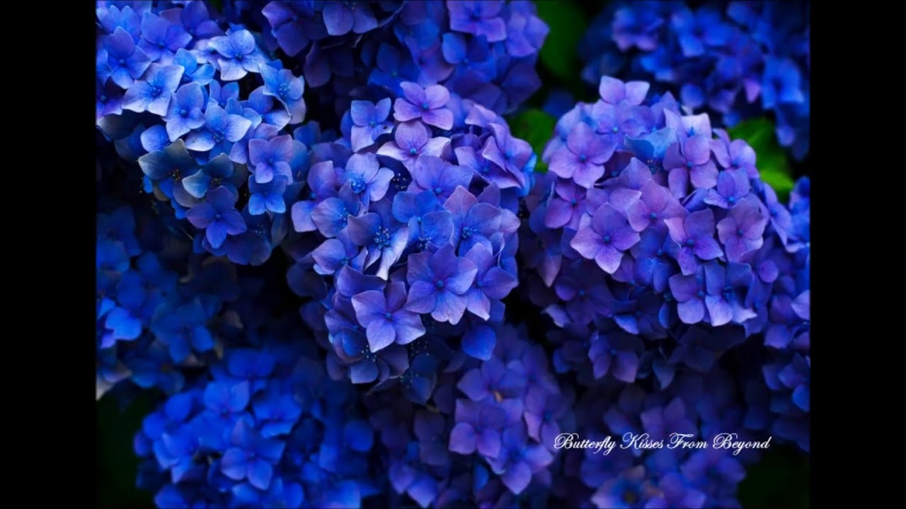 Electric Blue Relaxation Meditation - Butterfly Kisses From Beyond ...