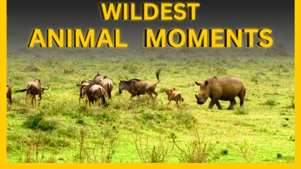 Unbelievable Animal Moment Caught On Camera. #safari #warthog # ...