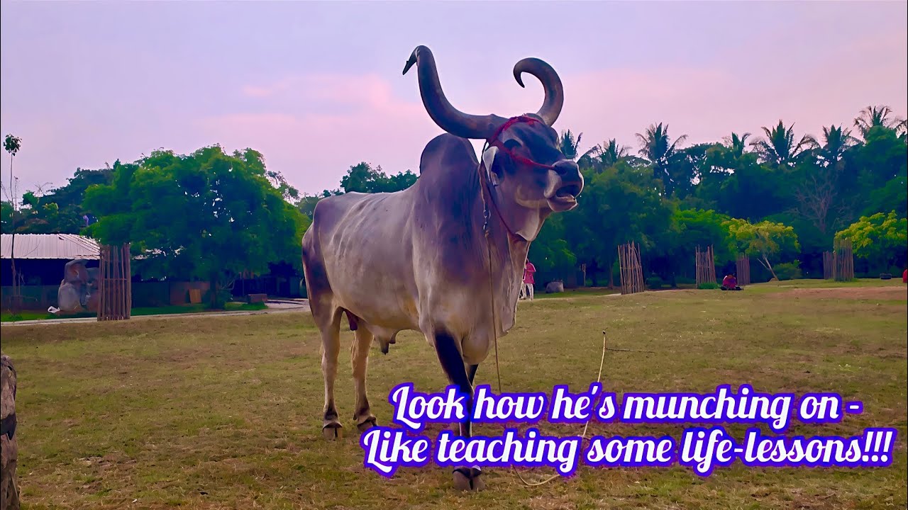 THIS bull taught me one of the greatest life-lessons today at Sadhguru ...