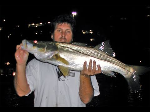 Monster SNOOK Fishing with LIVE BAIT: Epic Battles and Jaw-Dropping ...