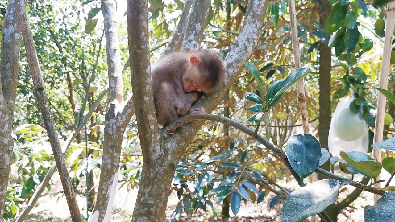 Ricky is back with the wild instincts of a monkey | Ricky sleeping in ...