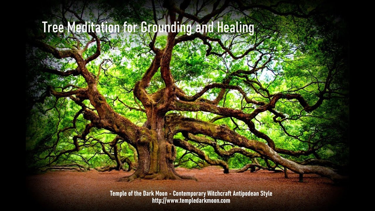 Tree Meditation for Grounding and Healing - YouTube
