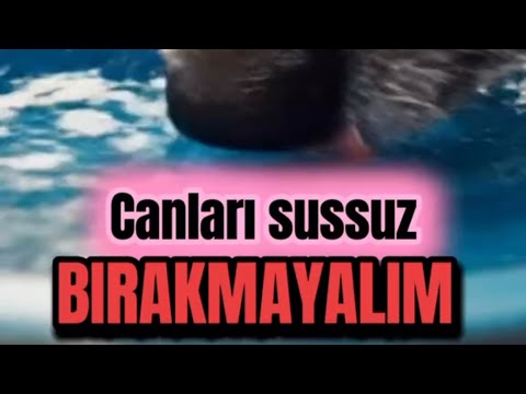 🕊️ Bir Kap Su | Susuz Bırakmayalım… Sokak Canlarının Anısına ❤️🐾