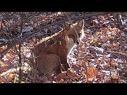 A Fox Alone - YouTube