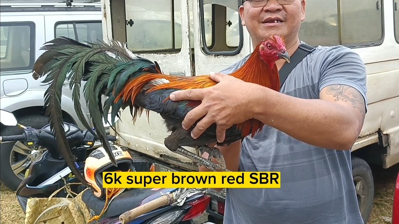 MGA SBR/ CUBAN TIGER HENNIE NA DALA NI BOSS PERRY AT BOSS MACK CONTADO ...
