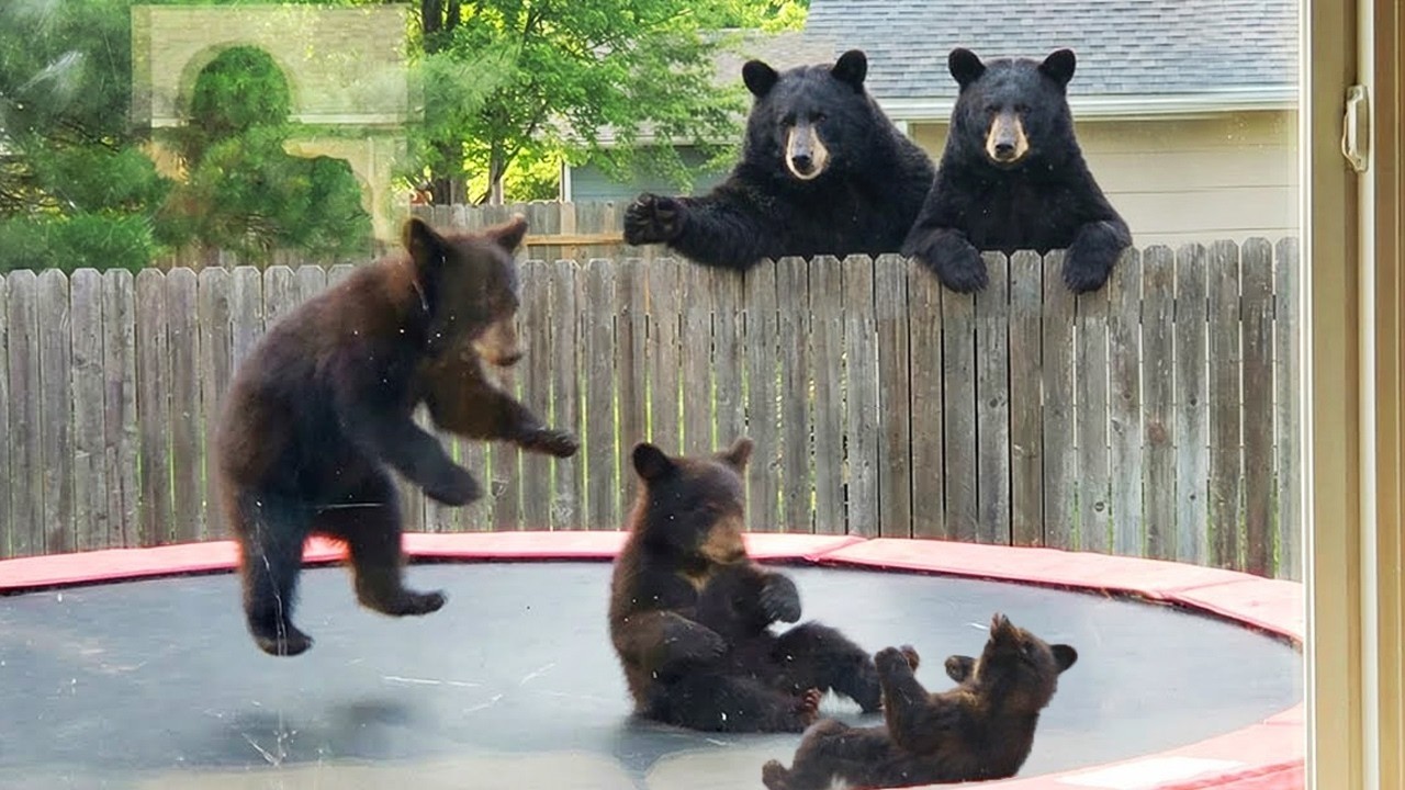 Animals Acting Like Total Maniacs | Funny Moments Caught on Camera ...