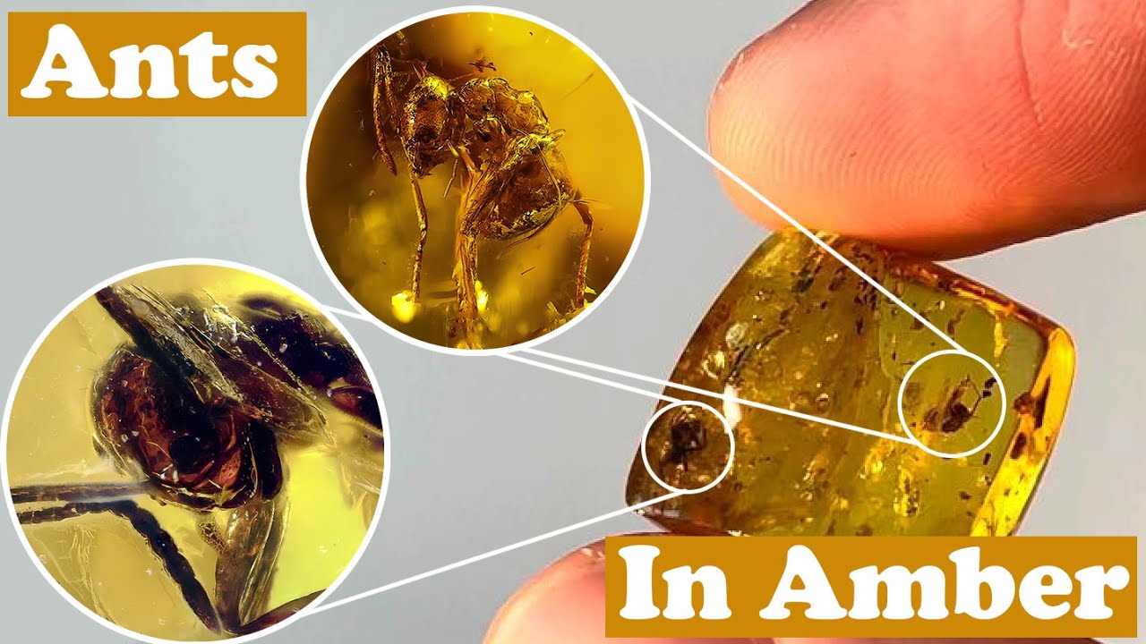 Uncovering Extinct Ants from Amber - YouTube