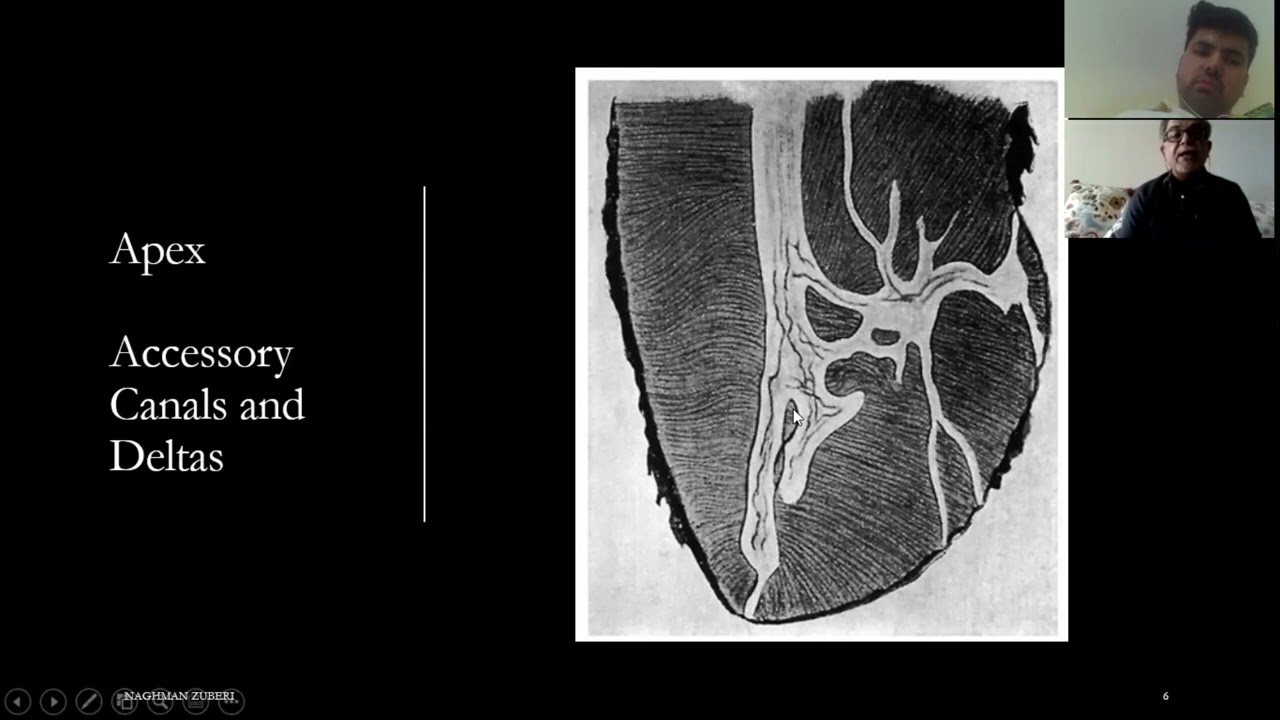 Dental Pulp Anatomy and Physiology | Lecture By Dr Naghman Zuberi - YouTube