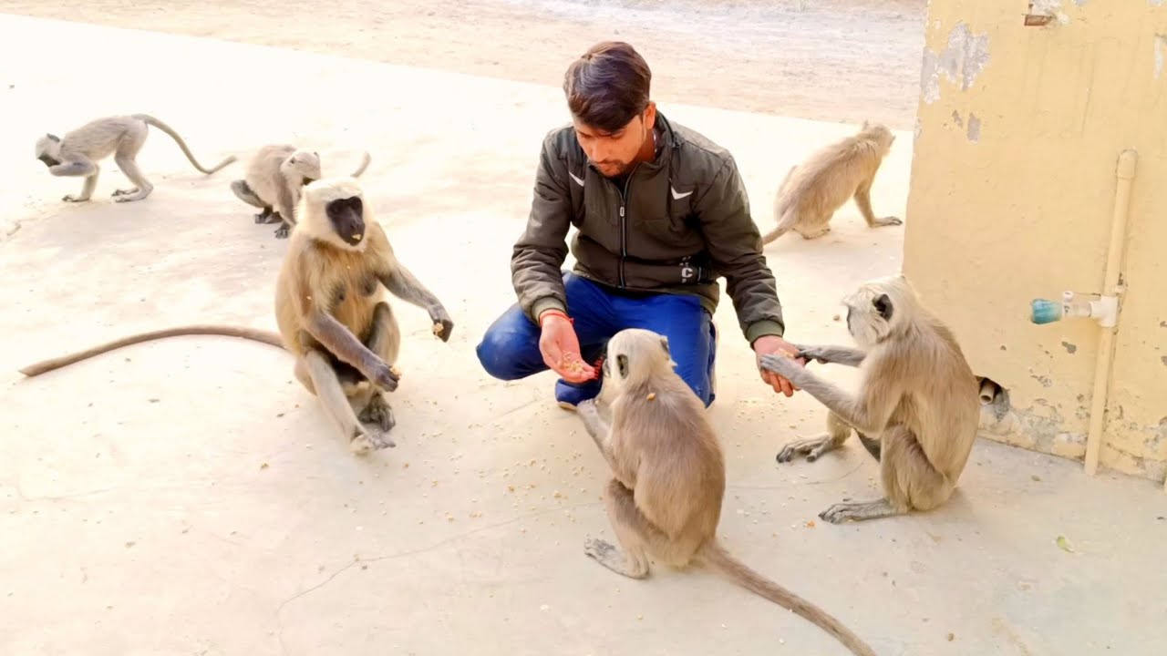 monkey and lai feeding and monkey love 💕 vishal sharma - YouTube