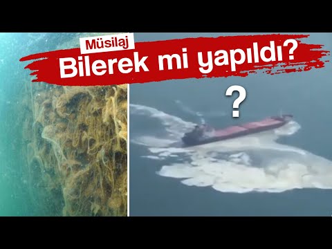 Müsilaj (Deniz salyası) GERÇEKLERİ!