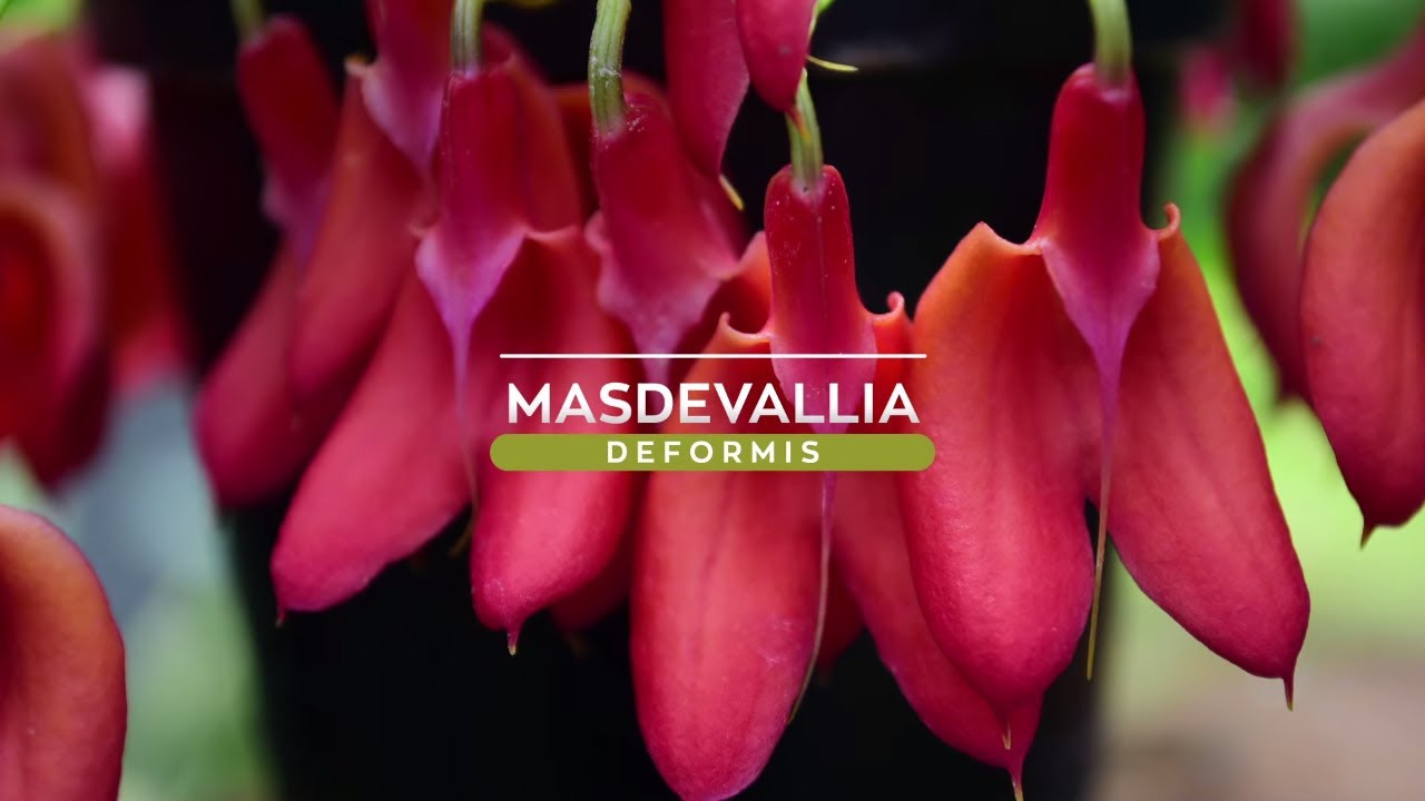 Orquídea Masdevallia deformis - YouTube