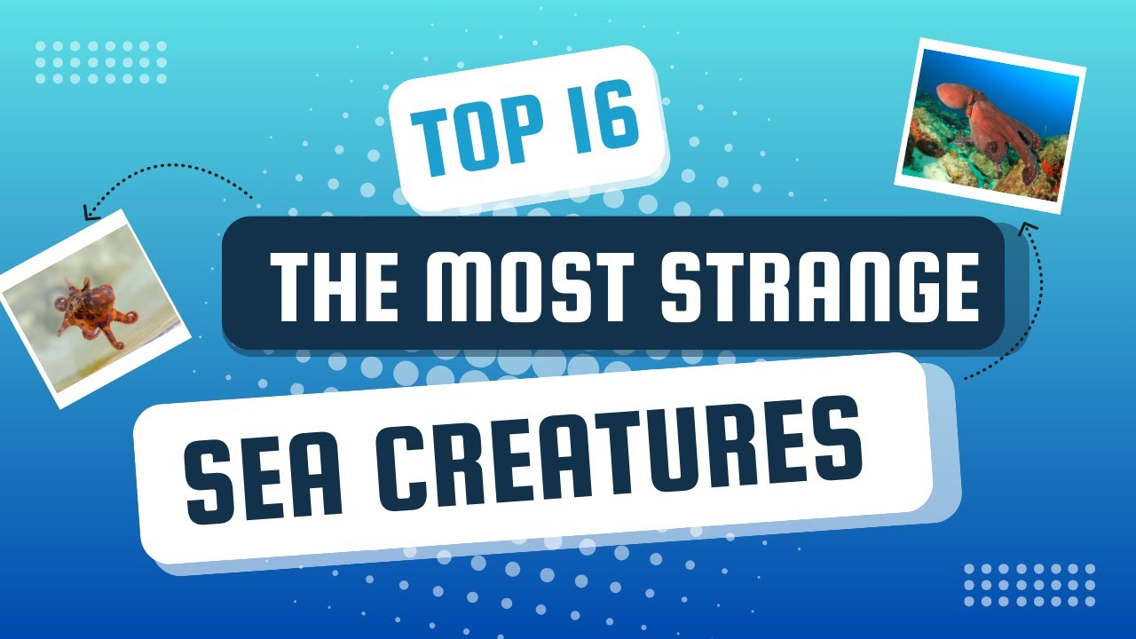 Exploring the Deepest Oceans: 16 Strange Sea Creatures You Won't ...