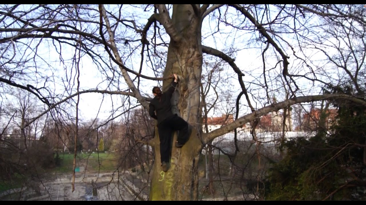 Parkour climbing on tree - YouTube