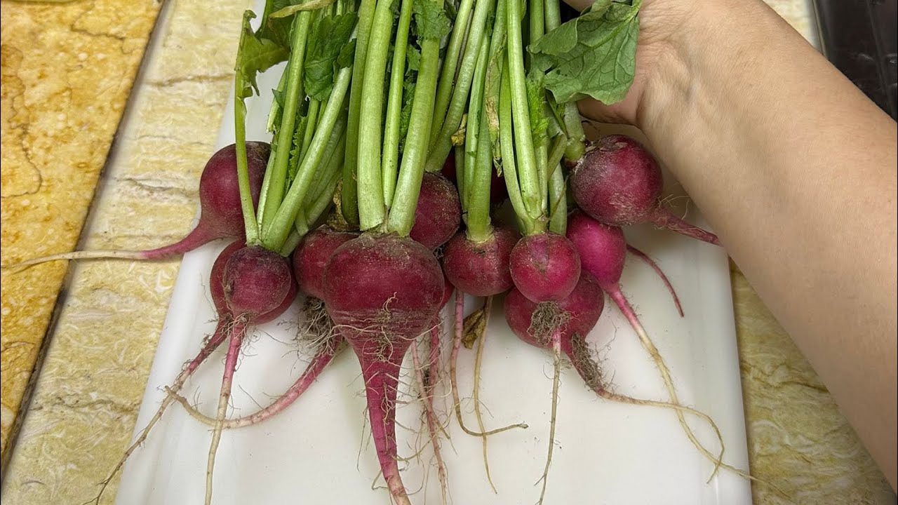 CUTTING RED RADISH STALK #satisfrying #cuttingskills #asmrsounds # ...