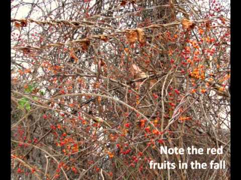 Invasive Plants of Pennsylvania - YouTube