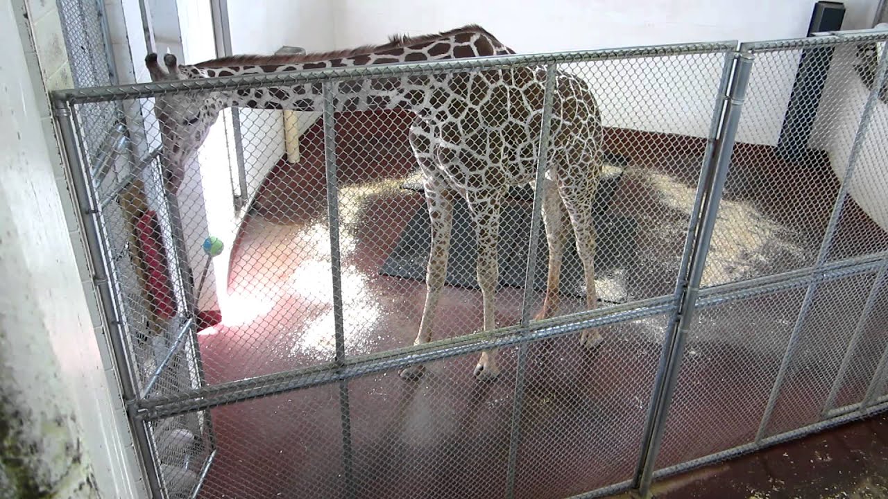 Giraffe Training - YouTube