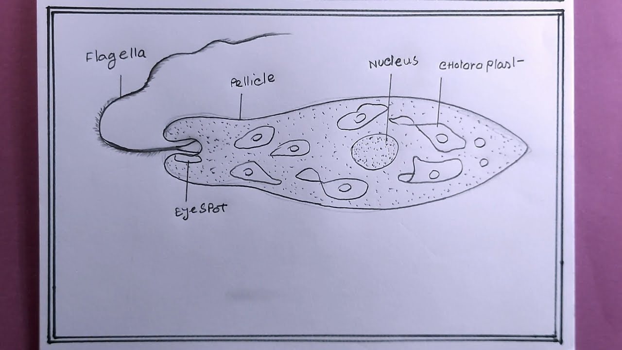 how to draw euglena step by step - YouTube