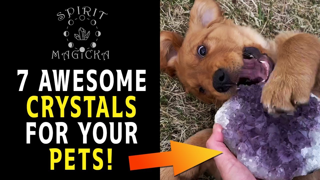 7 Powerful Crystals For Your Pets - YouTube