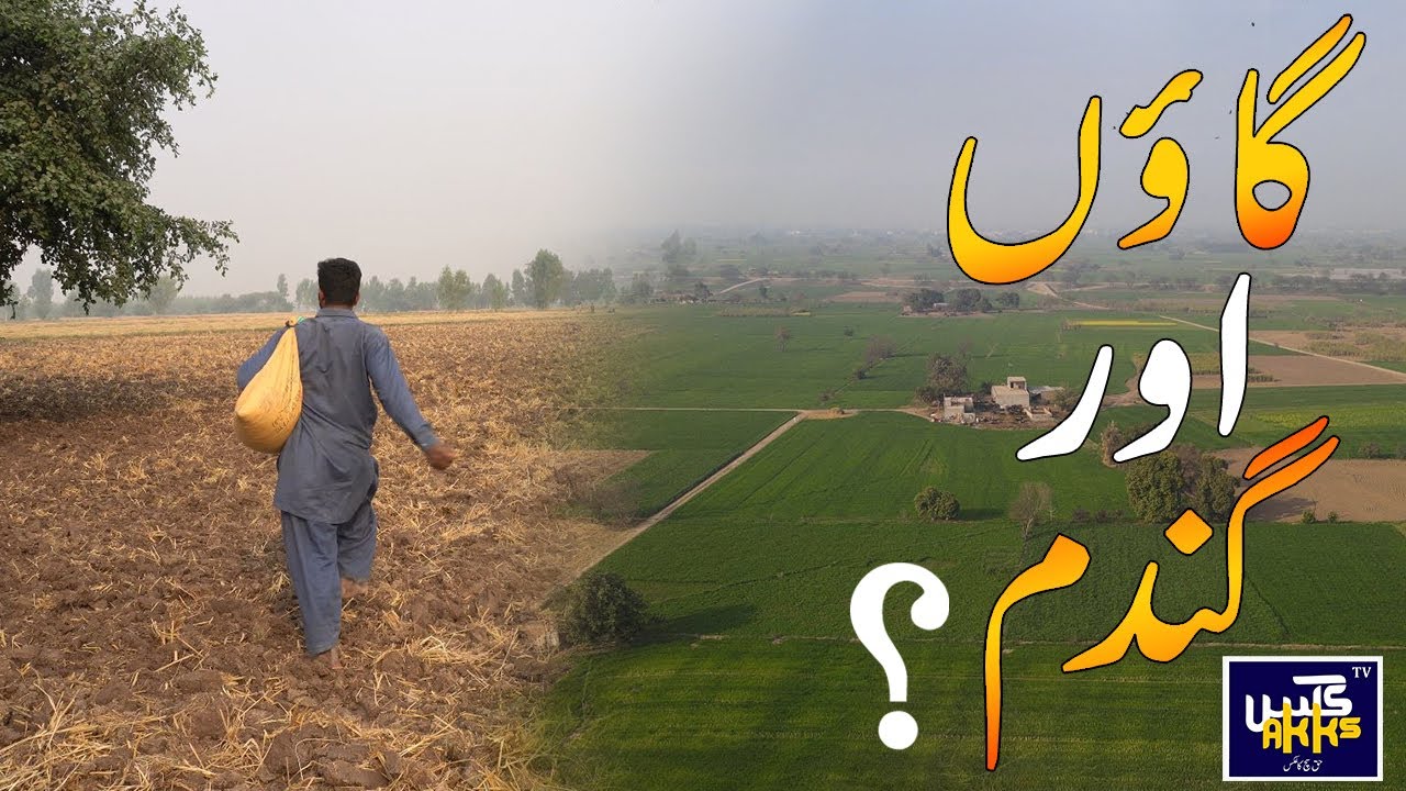 How the Grow Wheat in the Village? Pakistan Part 01 | Akks TV - YouTube