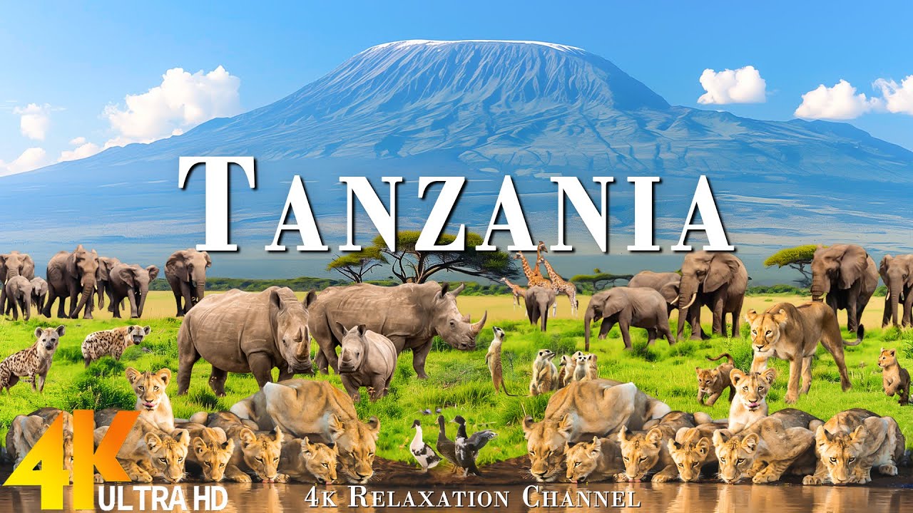 African Animals 4K (60FPS): Tanzania Safari - Majestic Wildlife ...