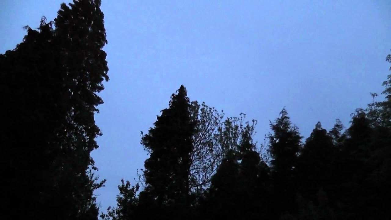 Bats in Batley - YouTube