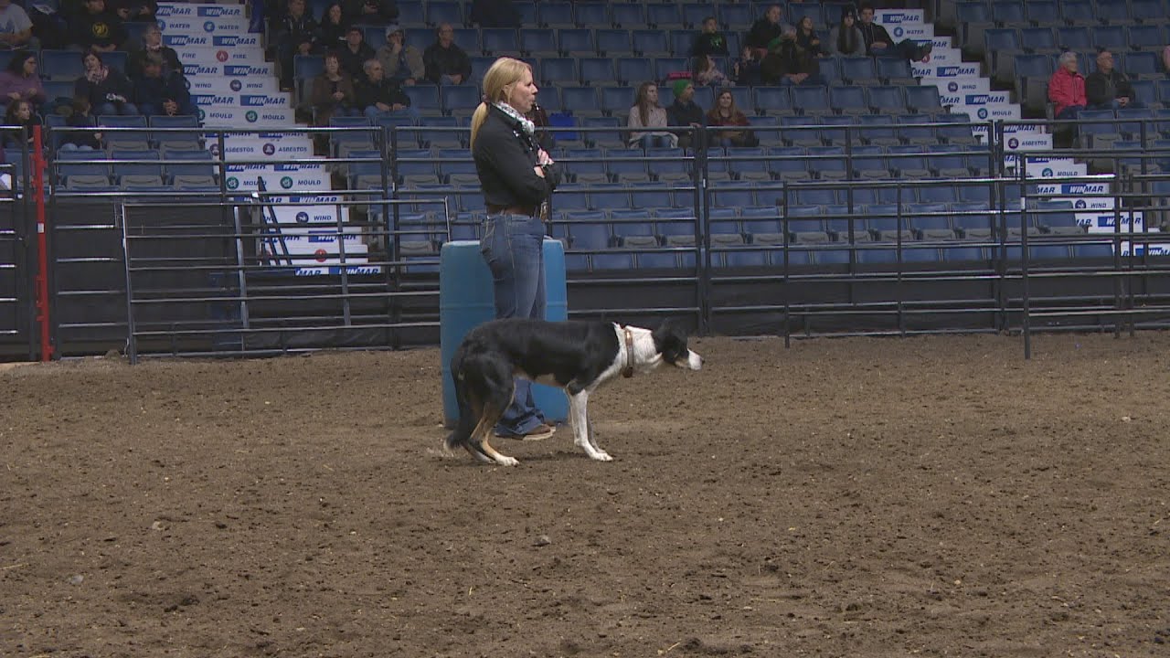 Cattle dogs are scoring big points at Canadian Western Agribition - YouTube