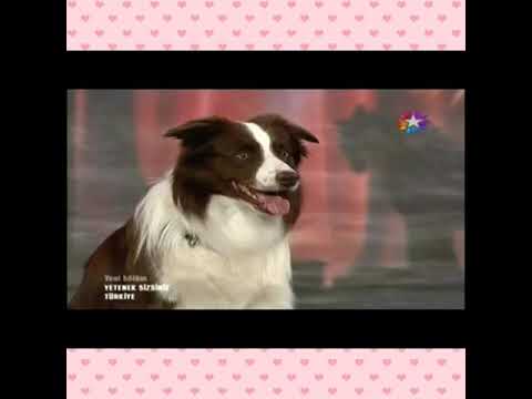 Yetenekli Köpek Max Anısına... (2).