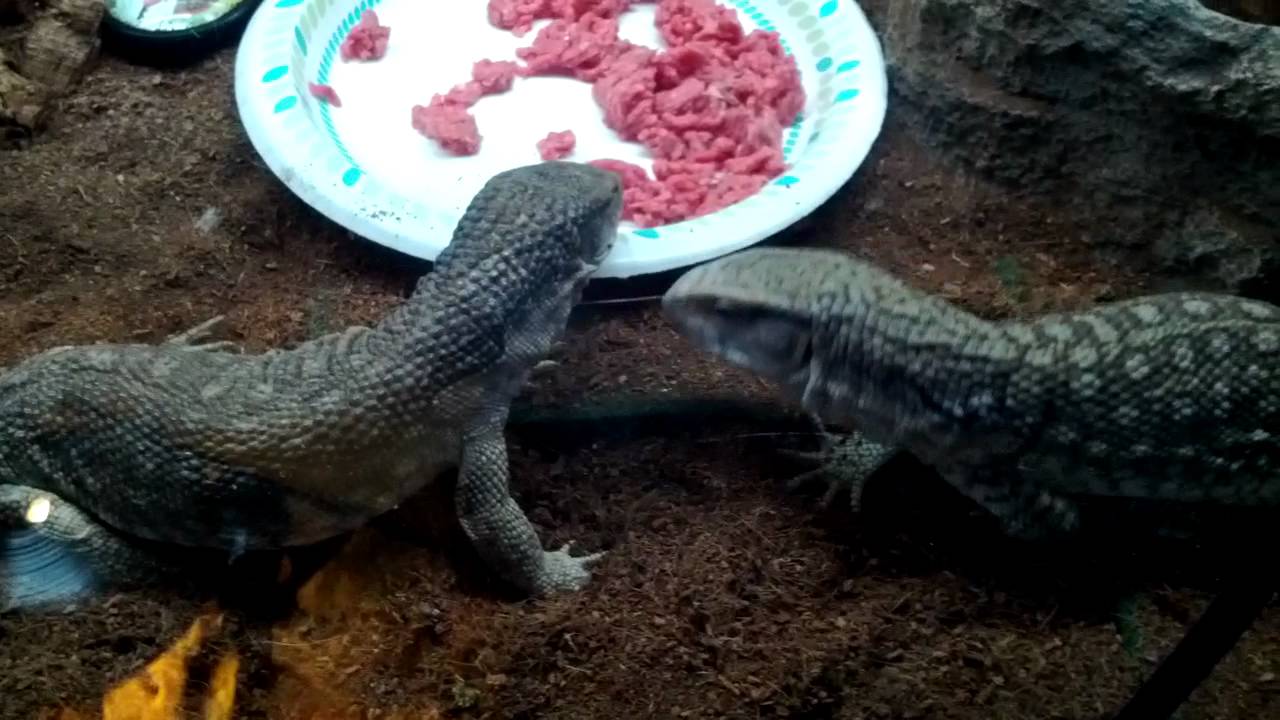 Savannah monitors eating.. - YouTube