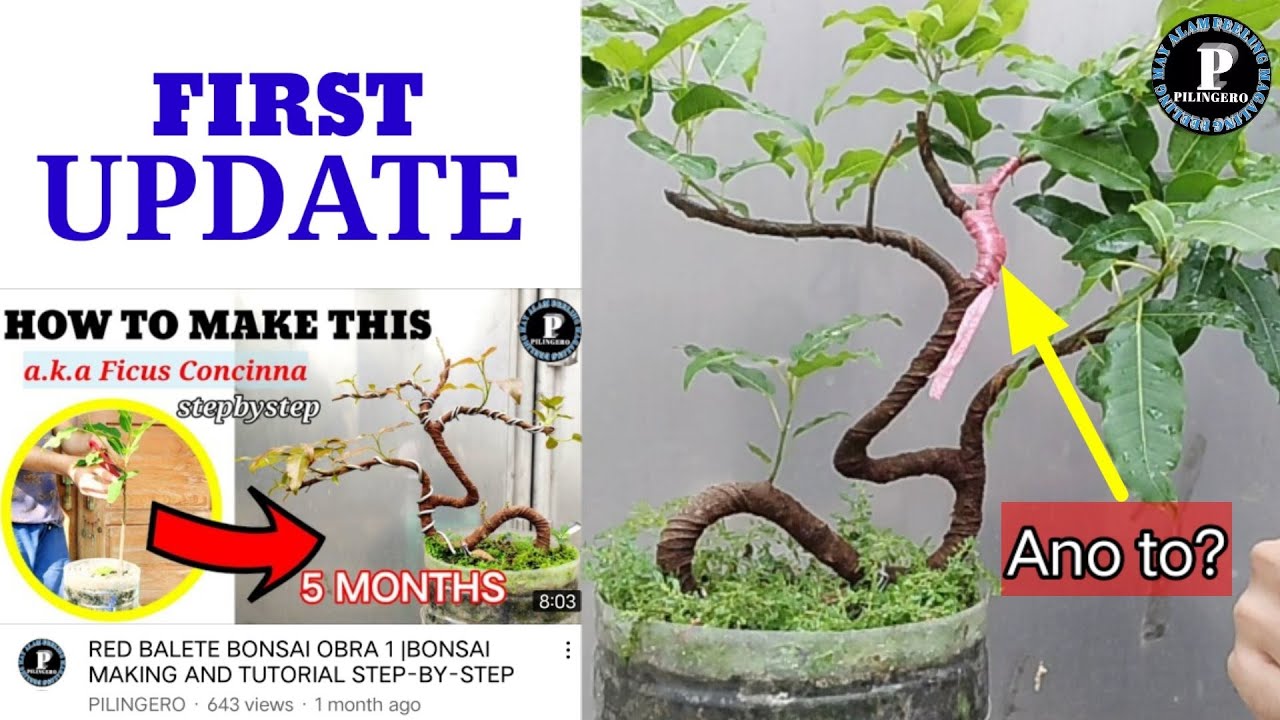 RED BALETE BONSAI OBRA 1 FIRST UPDATE | Giving some tips - YouTube