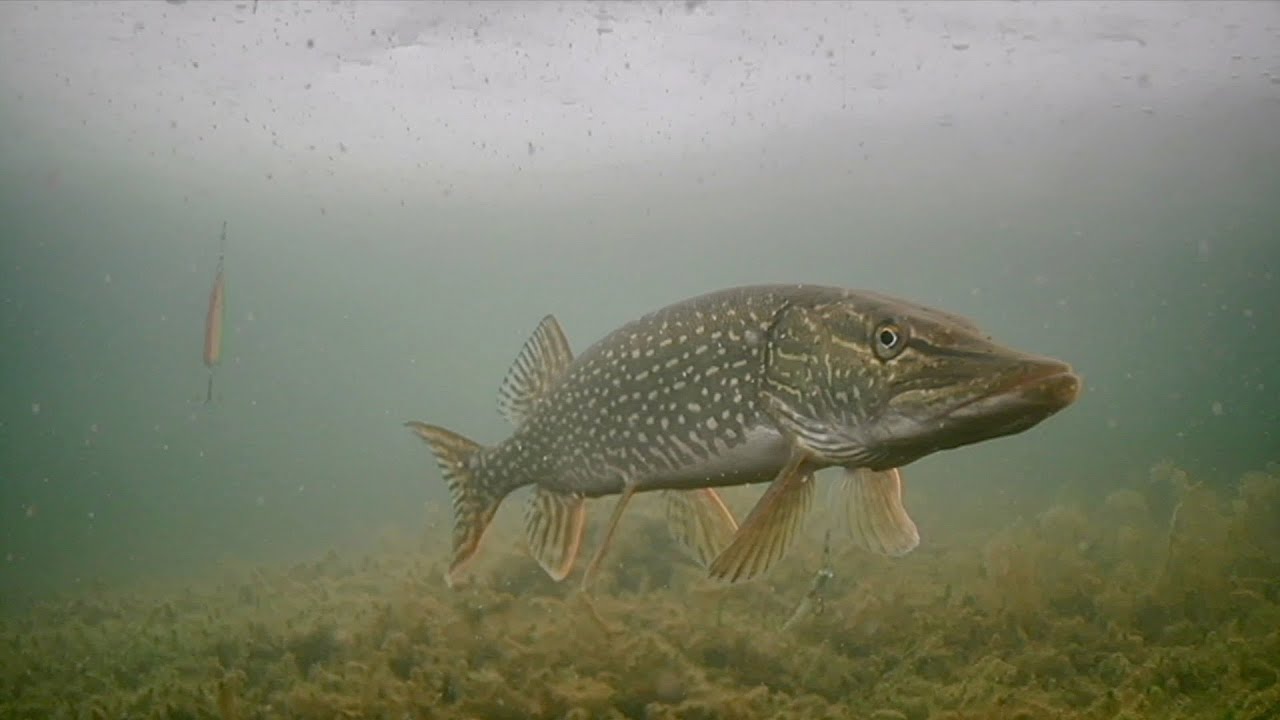 SAVAGE Underwater Pike Strikes!!! (HD) - YouTube