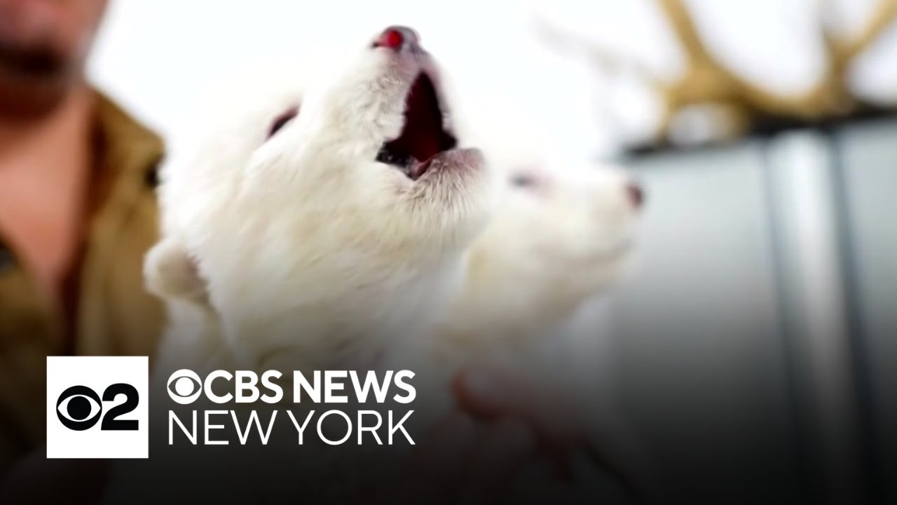 Scientists trying to bring back dire wolves - YouTube