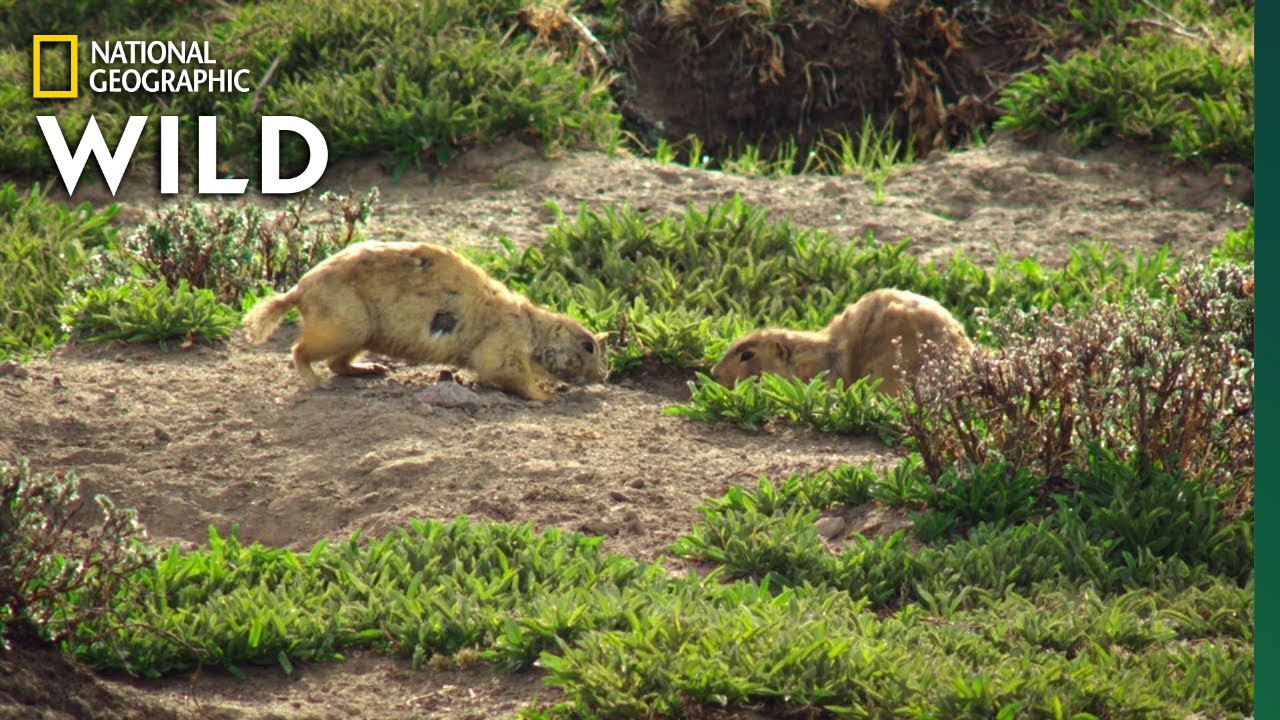Pregnant Prairie Dog Standoff | Prairie Dog Manor - YouTube