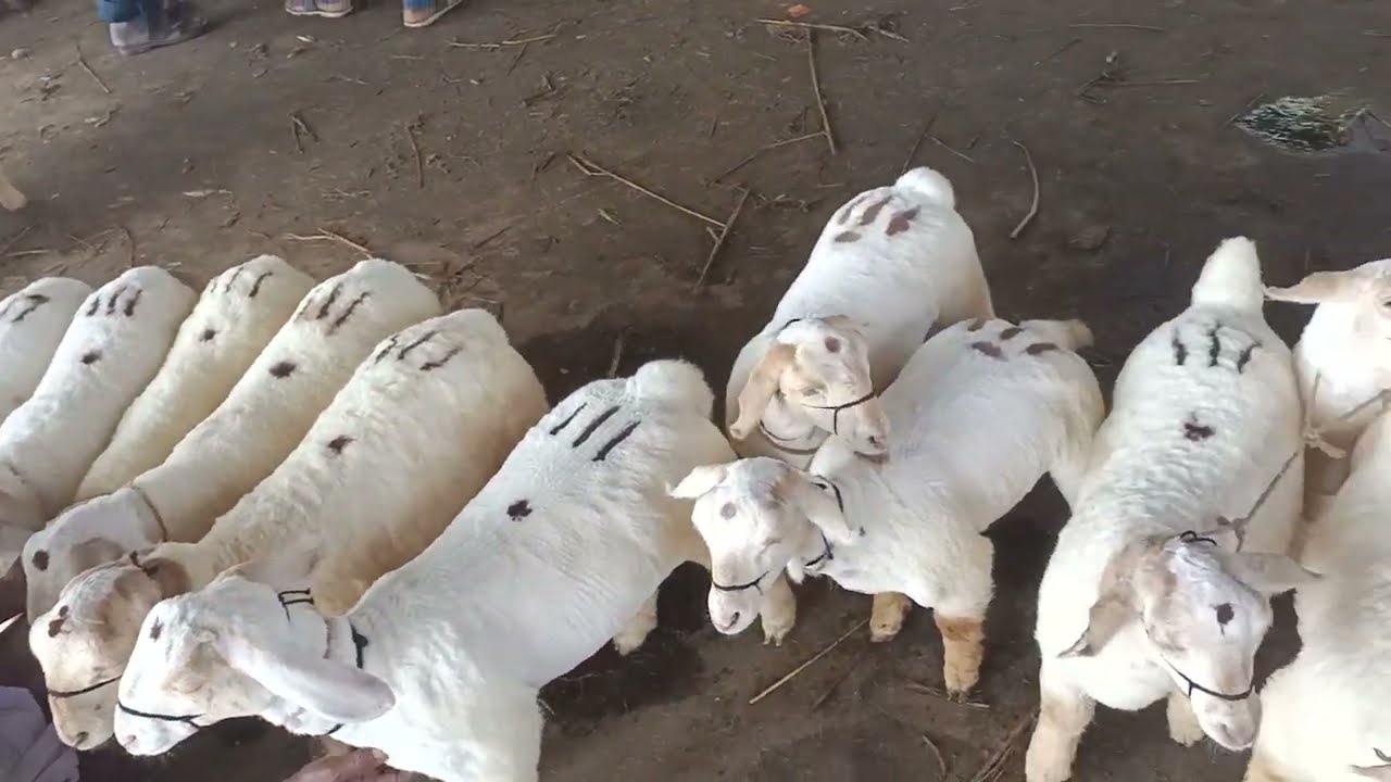 Best Bandur sheep male and female available| #bandurkuri #bandursheep # ...