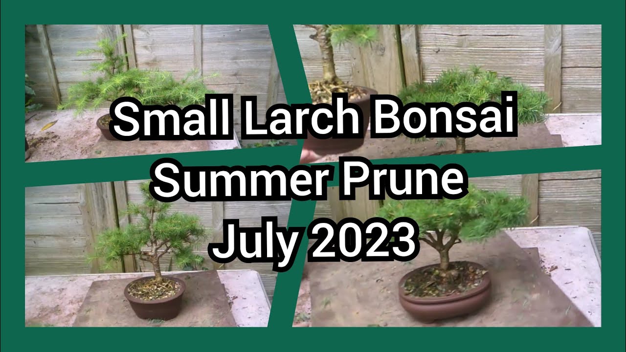 Small Larch Bonsai Summer Prune July 2023 - YouTube