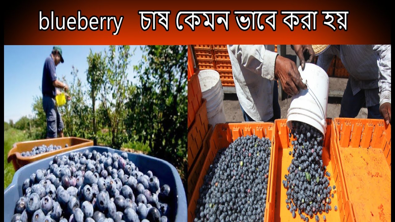 blueberry farming and harvesting ( বাংলা ) | blueberry cultivation ...