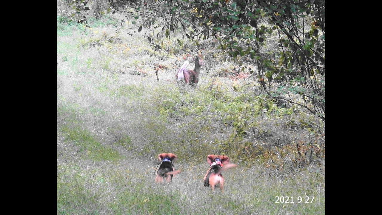 Skyview's Beagles Inviting Deer On A Rabbit Hunt 9-27-22 - YouTube