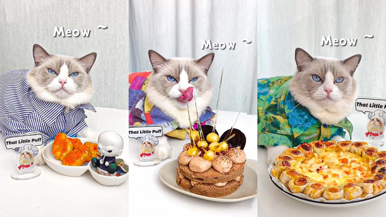 Cats Make Food 😻🍳 | That Little Puff Tiktok Compilation 2022 | Chef Cat ...