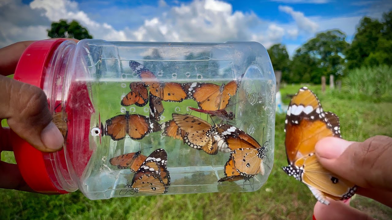 Amazing Catching Butterfly, Happy Catching Butterfly And Dragonfly At ...