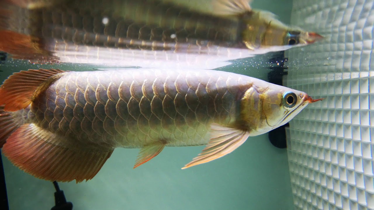 Beautiful asian arowana - YouTube
