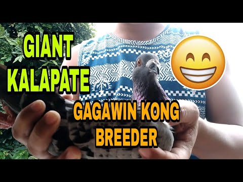 GIANT KALAPATI GAGAWIN BREEDER - YouTube