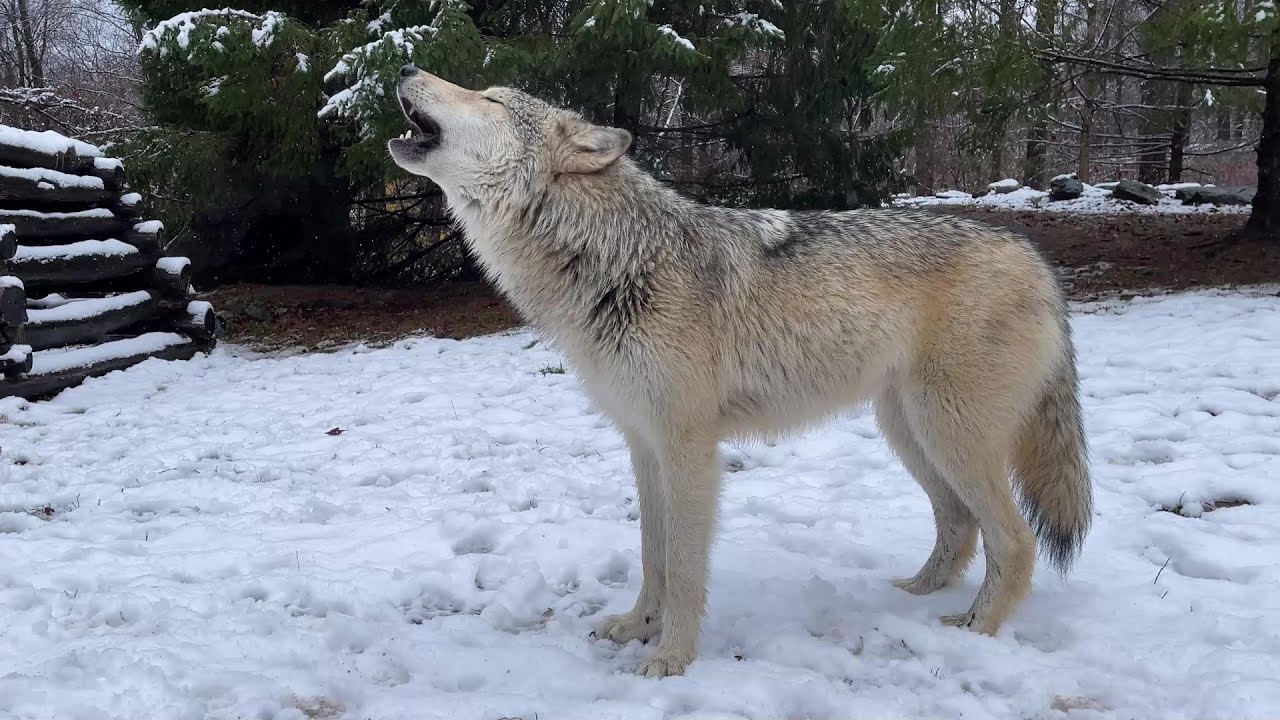 First Snow of the Season Brings Happy Wolf Howls ️ - YouTube